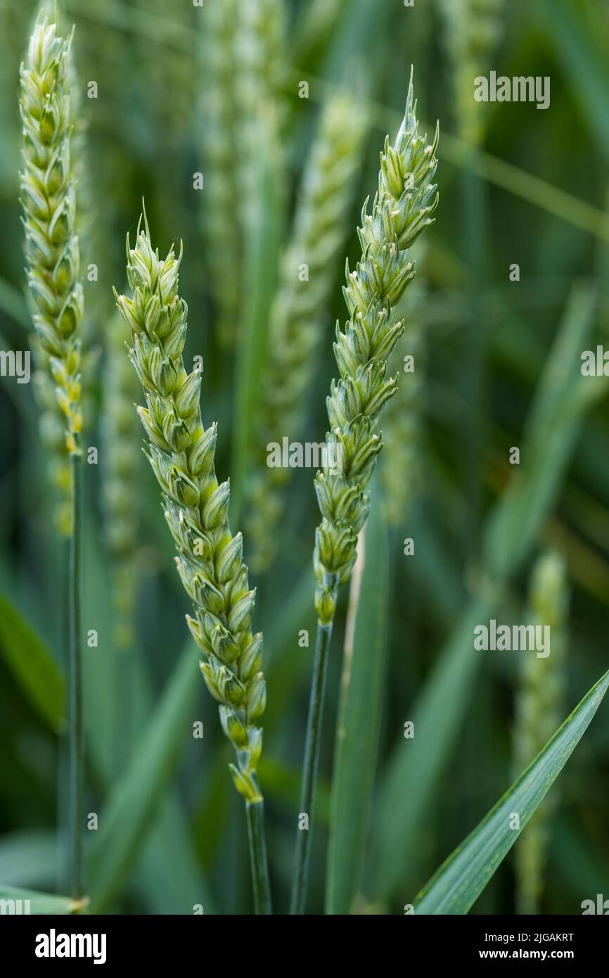 The grain problem hi-res stock photography and images - Alamy