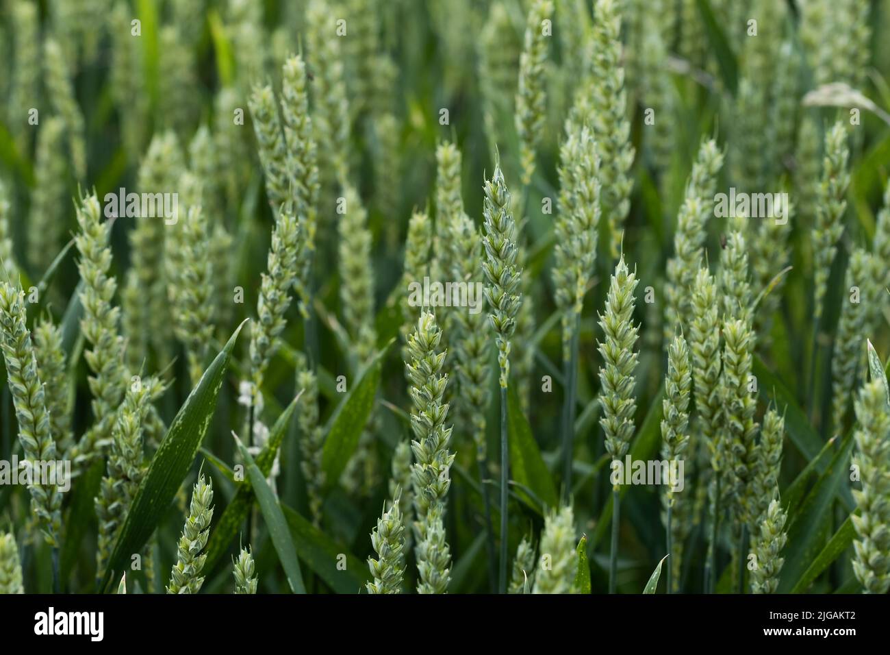 Wheat bran fields hi-res stock photography and images - Alamy