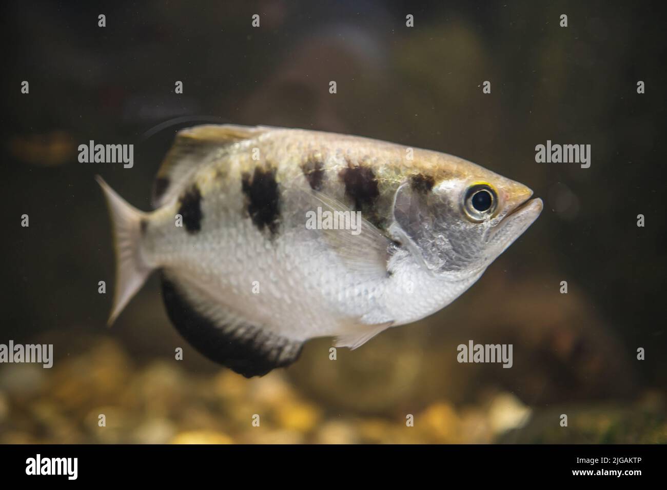 Archerfish toxotes hi-res stock photography and images - Alamy