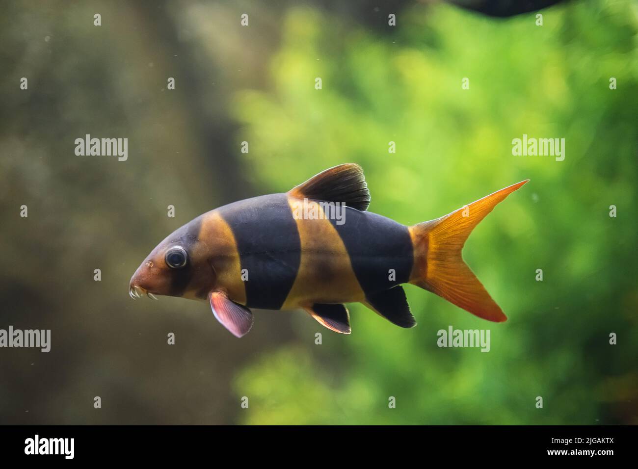 A closeup shot of clown loach fish (chromobotia macracanthus) in the ...