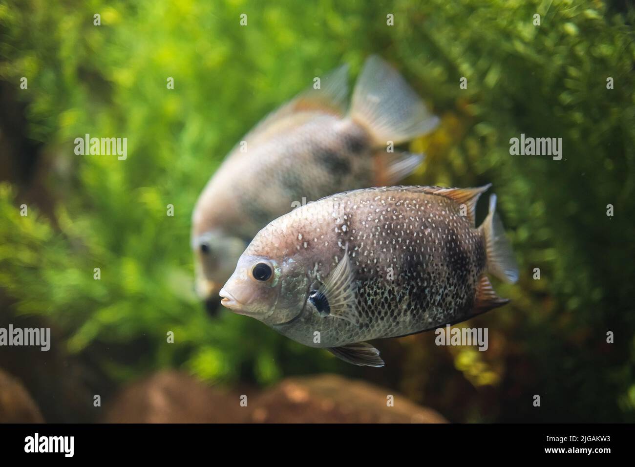 Chromides hi-res stock photography and images - Alamy