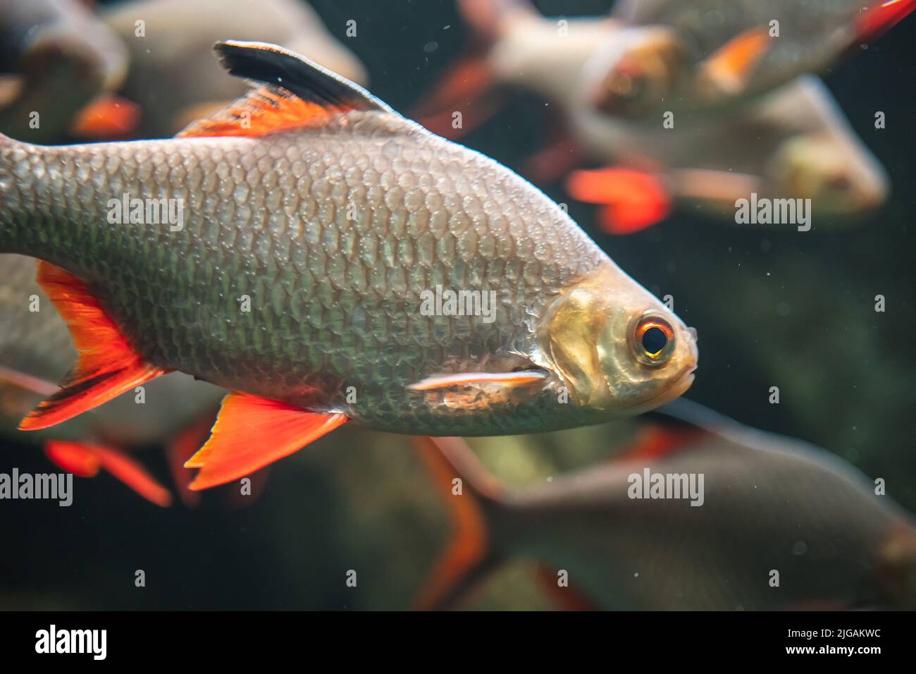 Barbs hi-res stock photography and images - Alamy