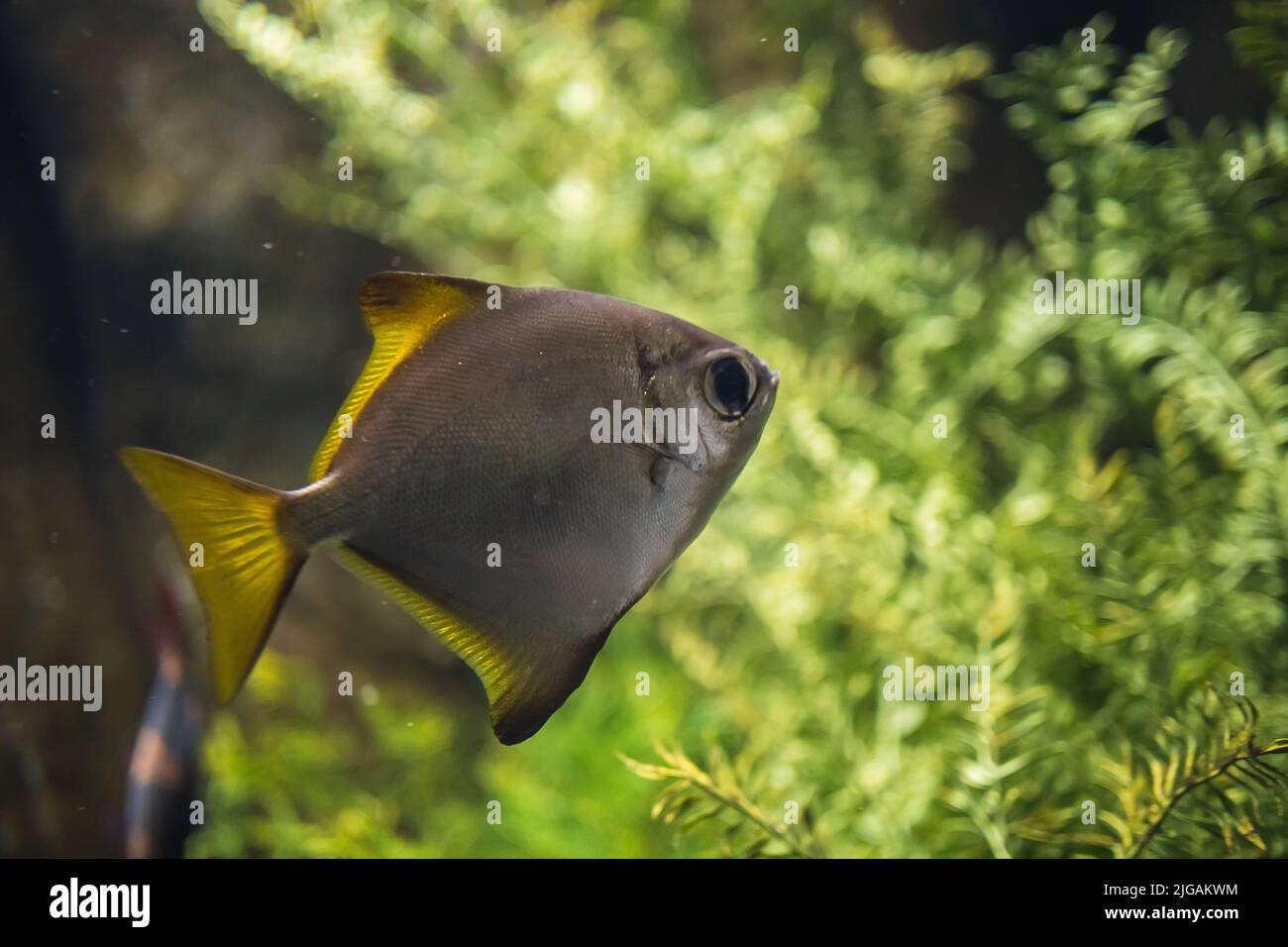 Silver moonyfish monodactylus argentus hi-res stock photography and ...