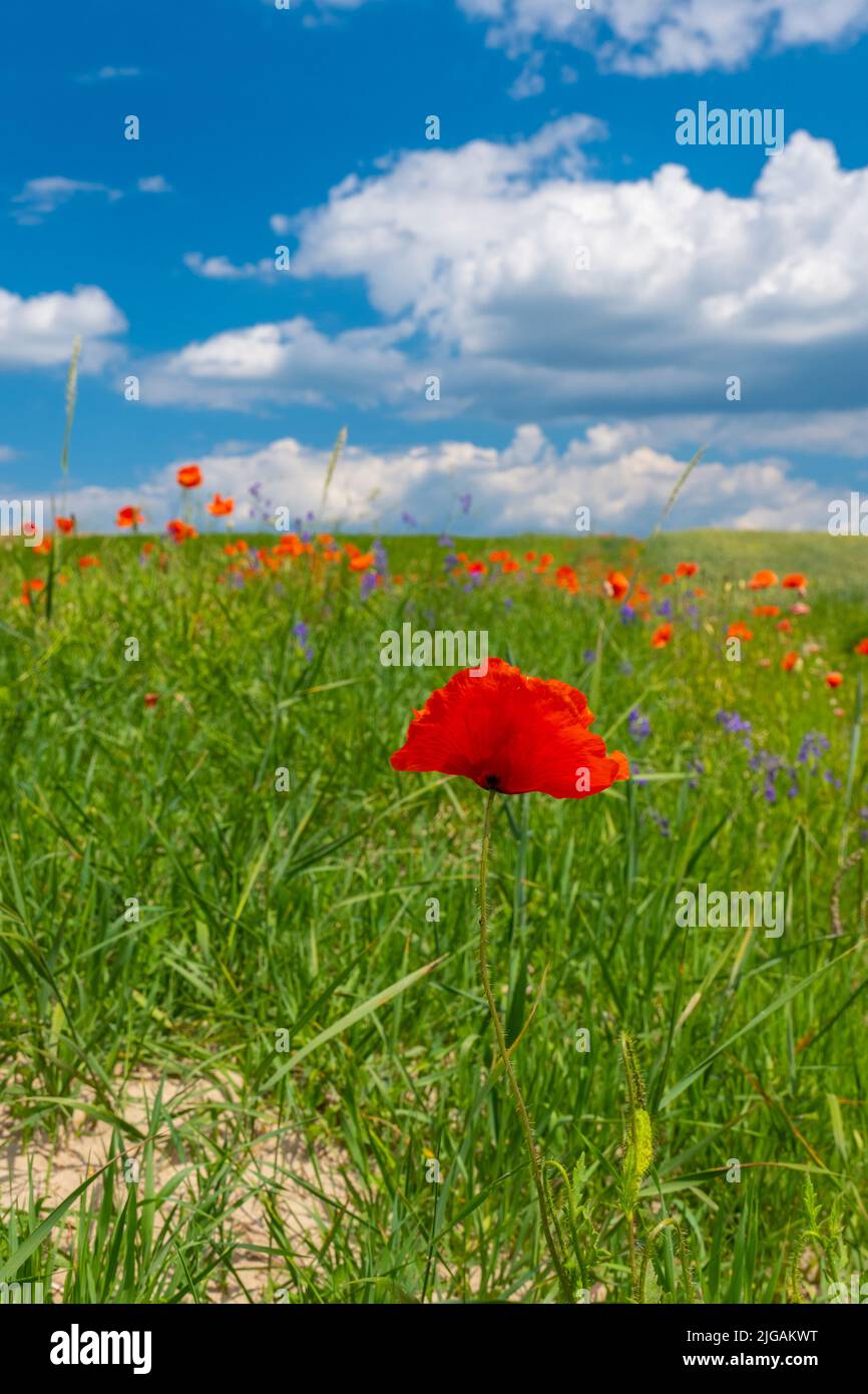 Beautiful poppy flowers in the field against the sky Stock Photo - Alamy