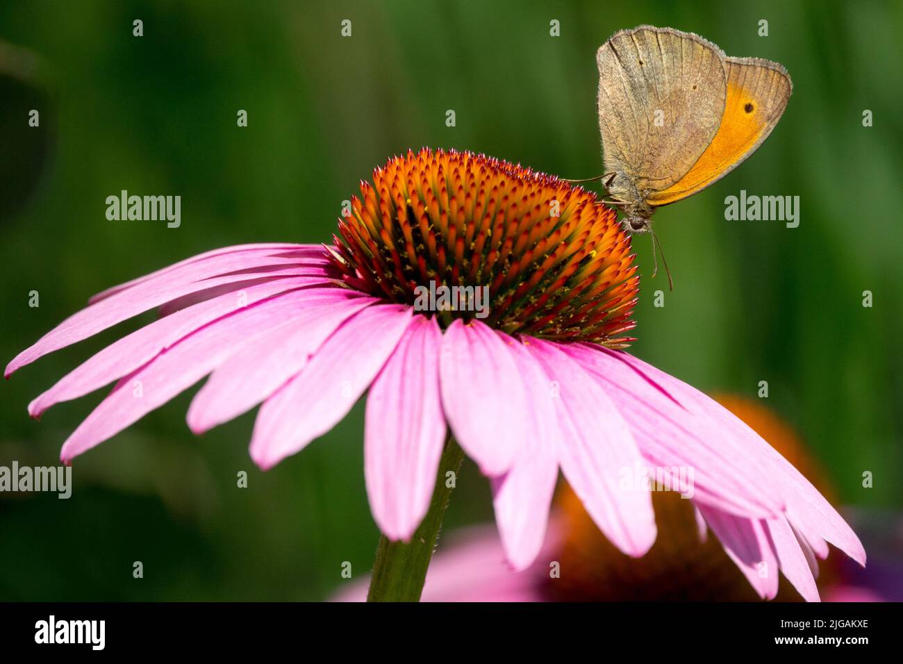 Butterfly flower border hi-res stock photography and images - Alamy