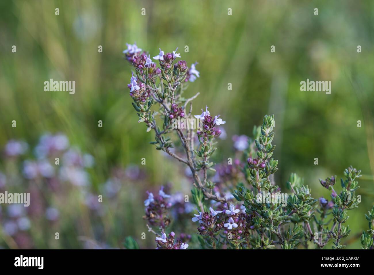 Thymus serpyllum plant. Thyme blooms with lilac flowers in the wild ...