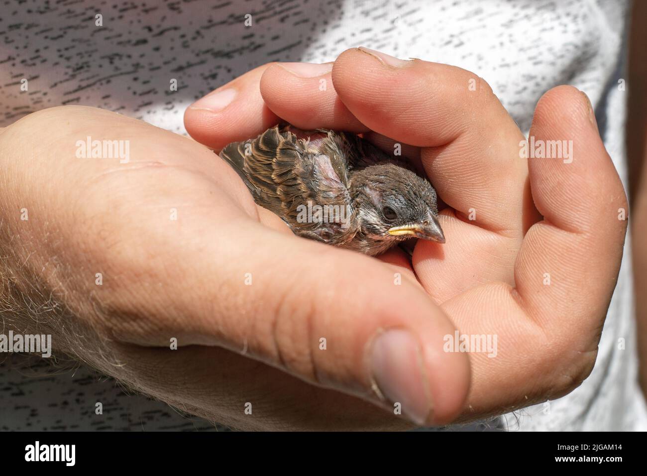 Saving the birds hi-res stock photography and images - Alamy