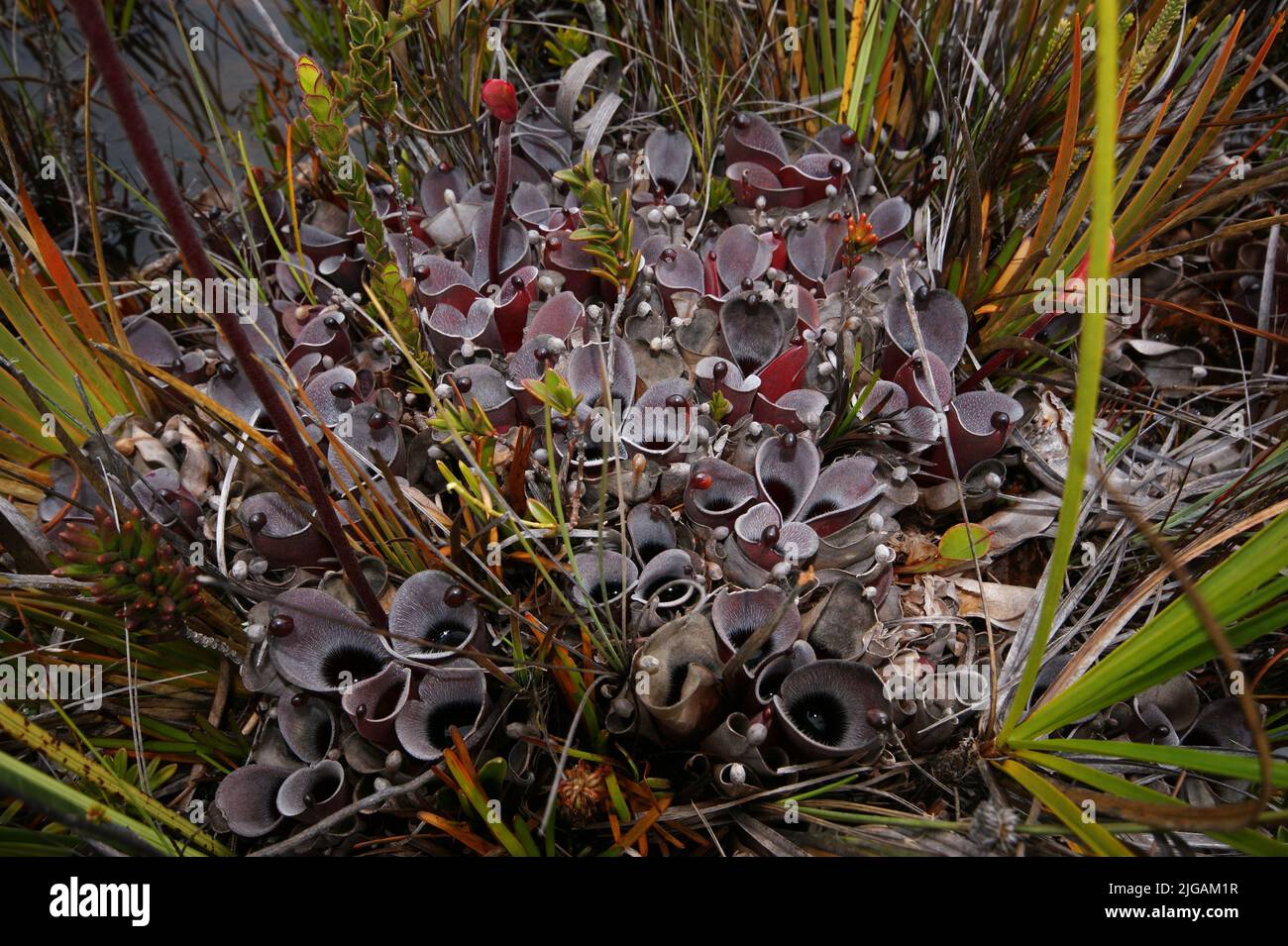Carnivorous pitcher plant (Heliamphora pulchella), Amuri Tepui ...