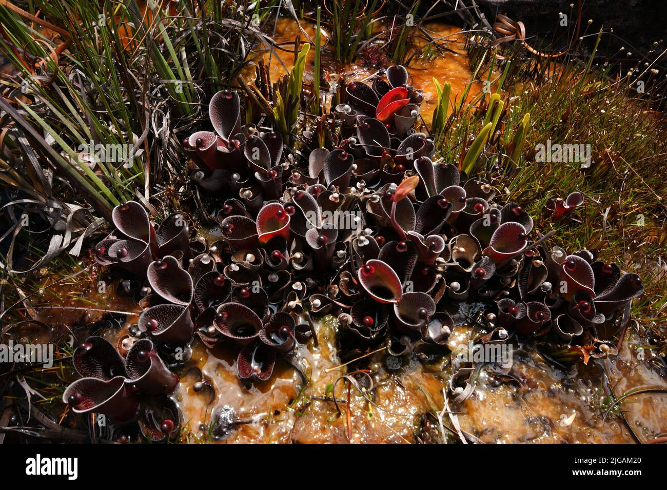 Carnivorous pitcher plant (Heliamphora pulchella), Amuri Tepui ...
