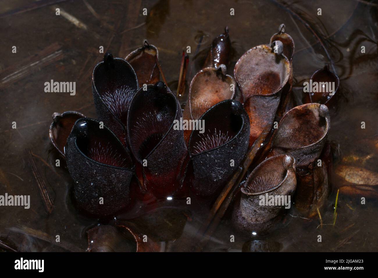 Black carnivorous pitcher plant (Heliamphora pulchella), Amuri Tepui ...