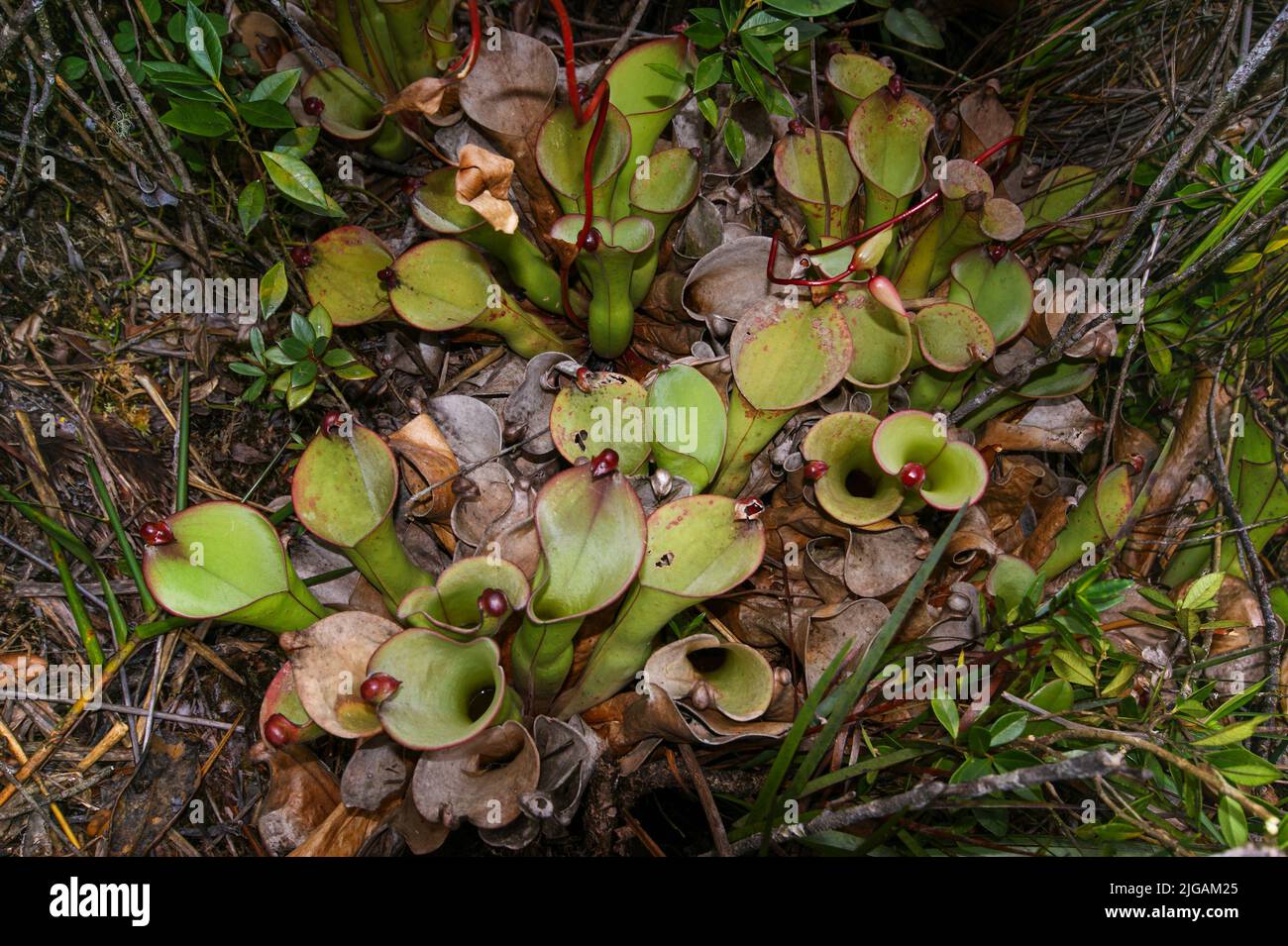 Carnivorous pitcher plant (Heliamphora uncinata), Amuri Tepui, Chimanta ...