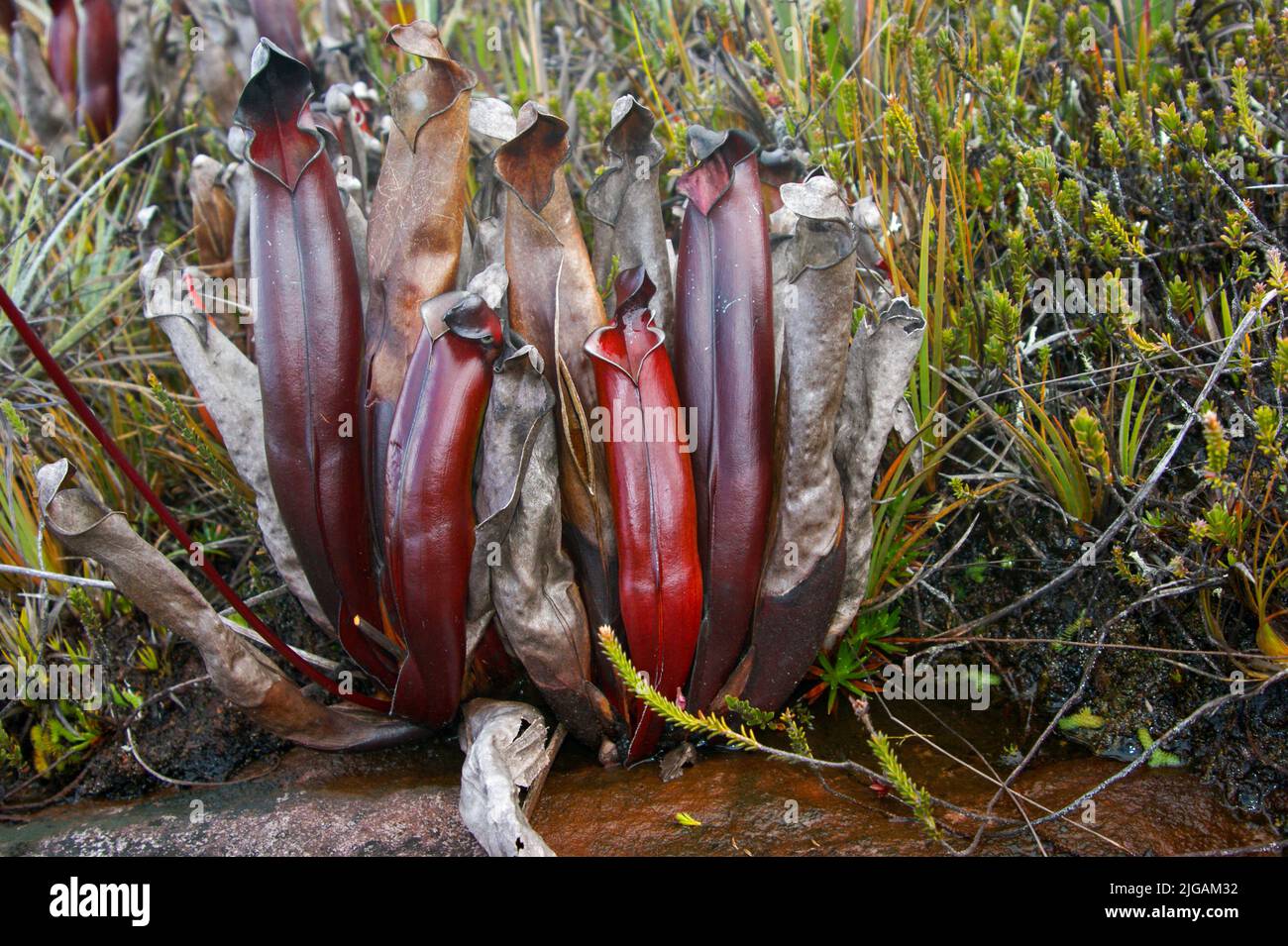 Carnivorous pitcher plant (Heliamphora purpurascens), Ptari Tepui ...