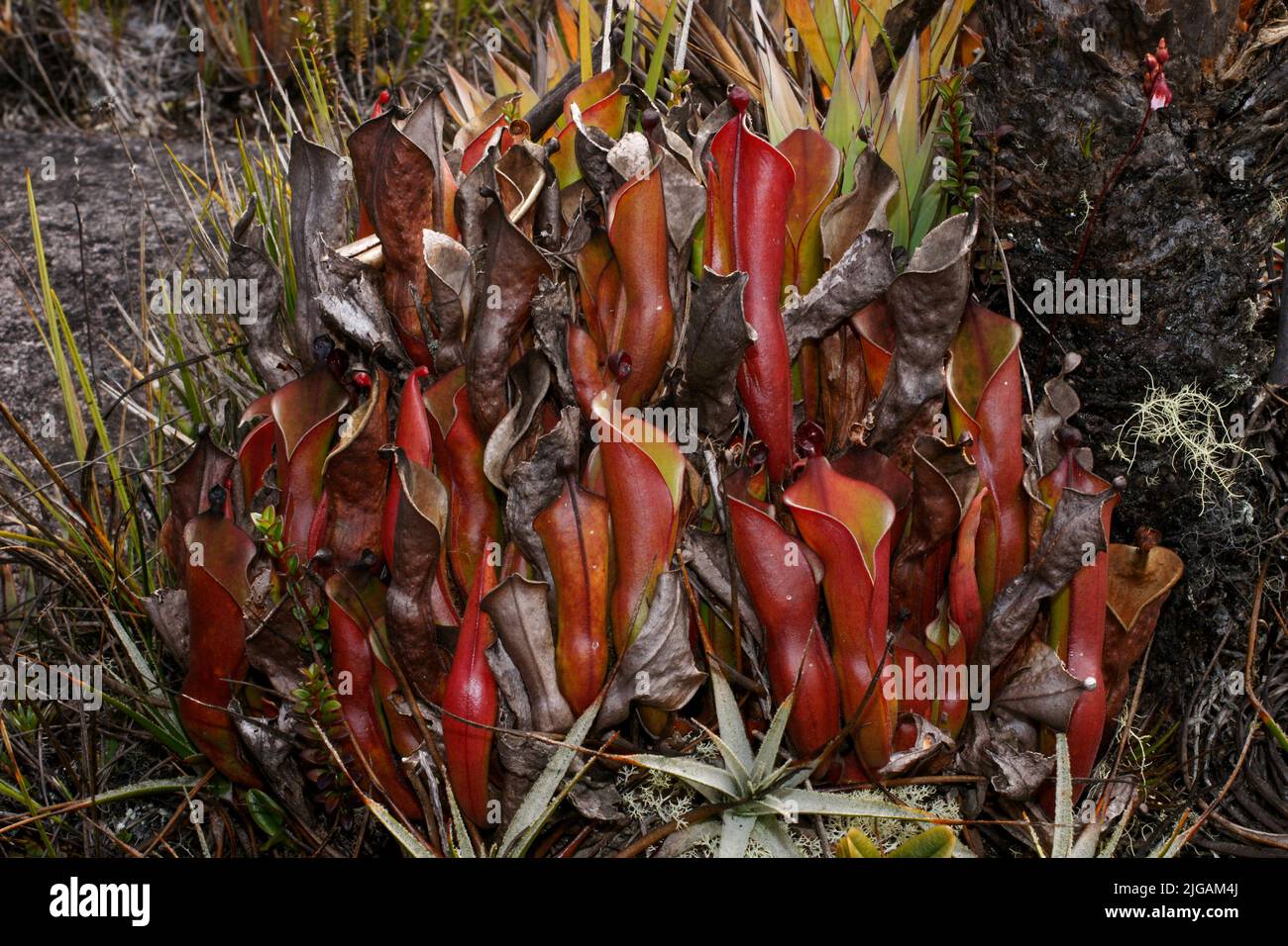 Carnivorous pitcher plant (Heliamphora nutans) on Roraima tepui ...
