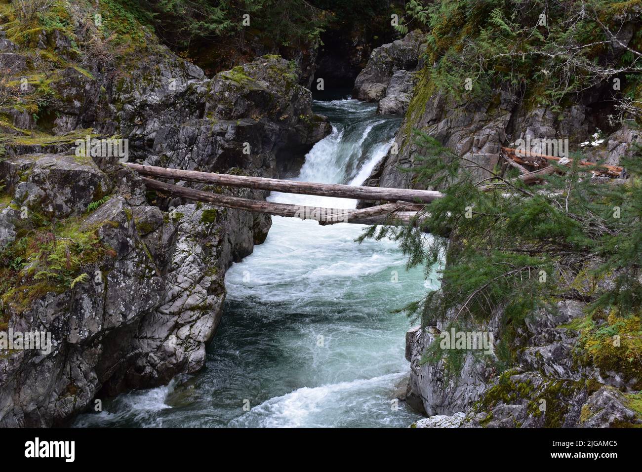 A scenic view of a fallen tree log above a river flowing through green ...
