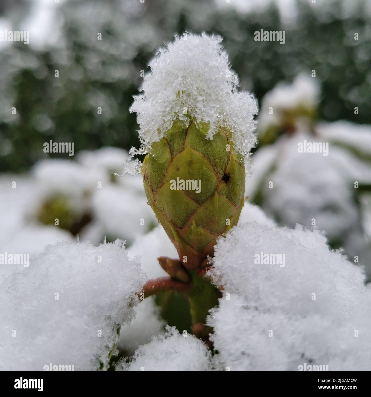 A closeup of Rhododendron plant cocoon covered with snow in winter ...