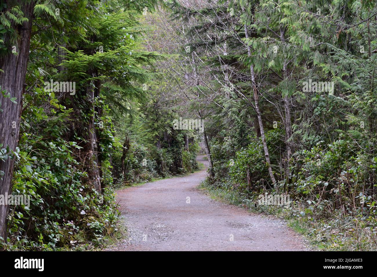 A scenic view of a pathway between green pine trees and shrubs in ...