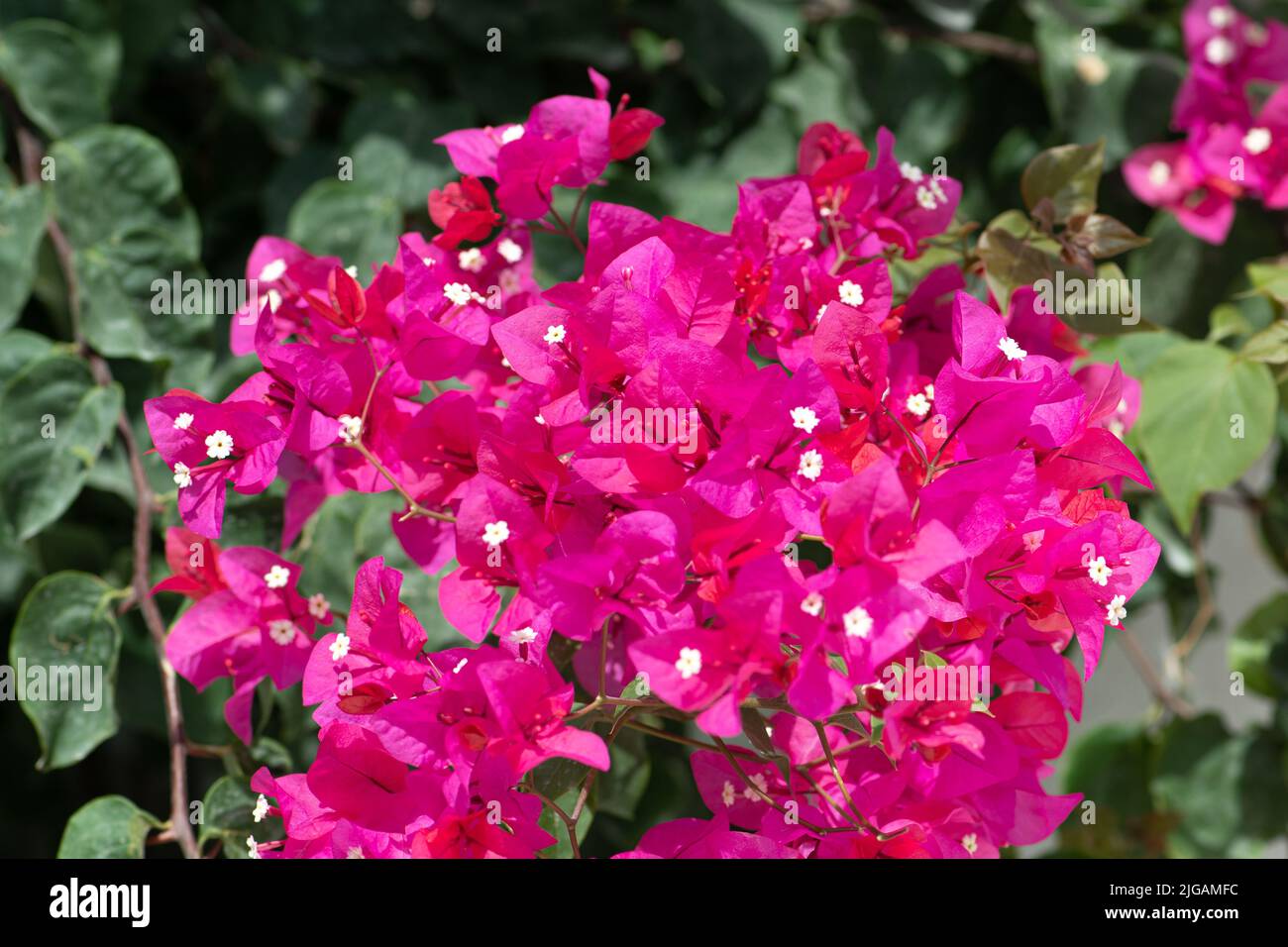 Beautiful Bougainvillea flower, genus of thorny ornamental vines ...