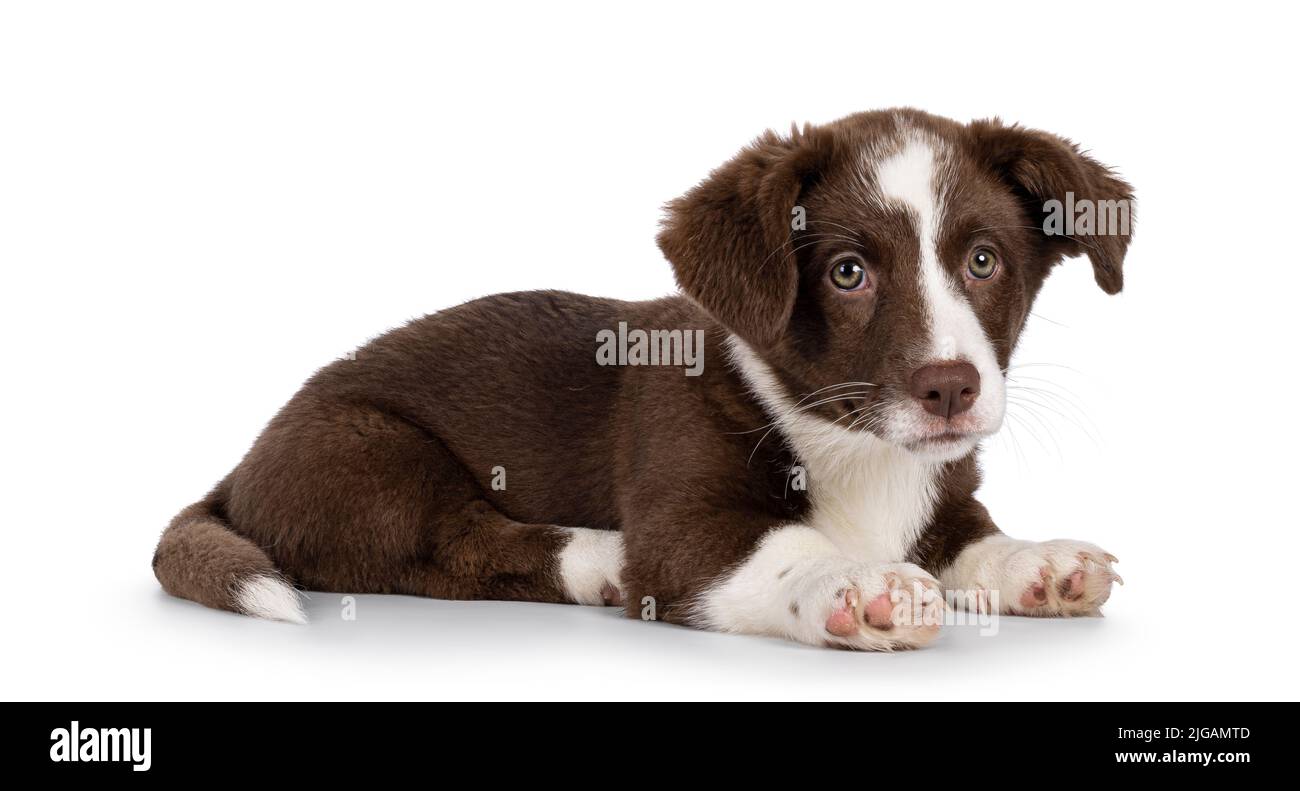 Cute brown with white Welsh Corgi Cardigan dog pup, laying down side ...
