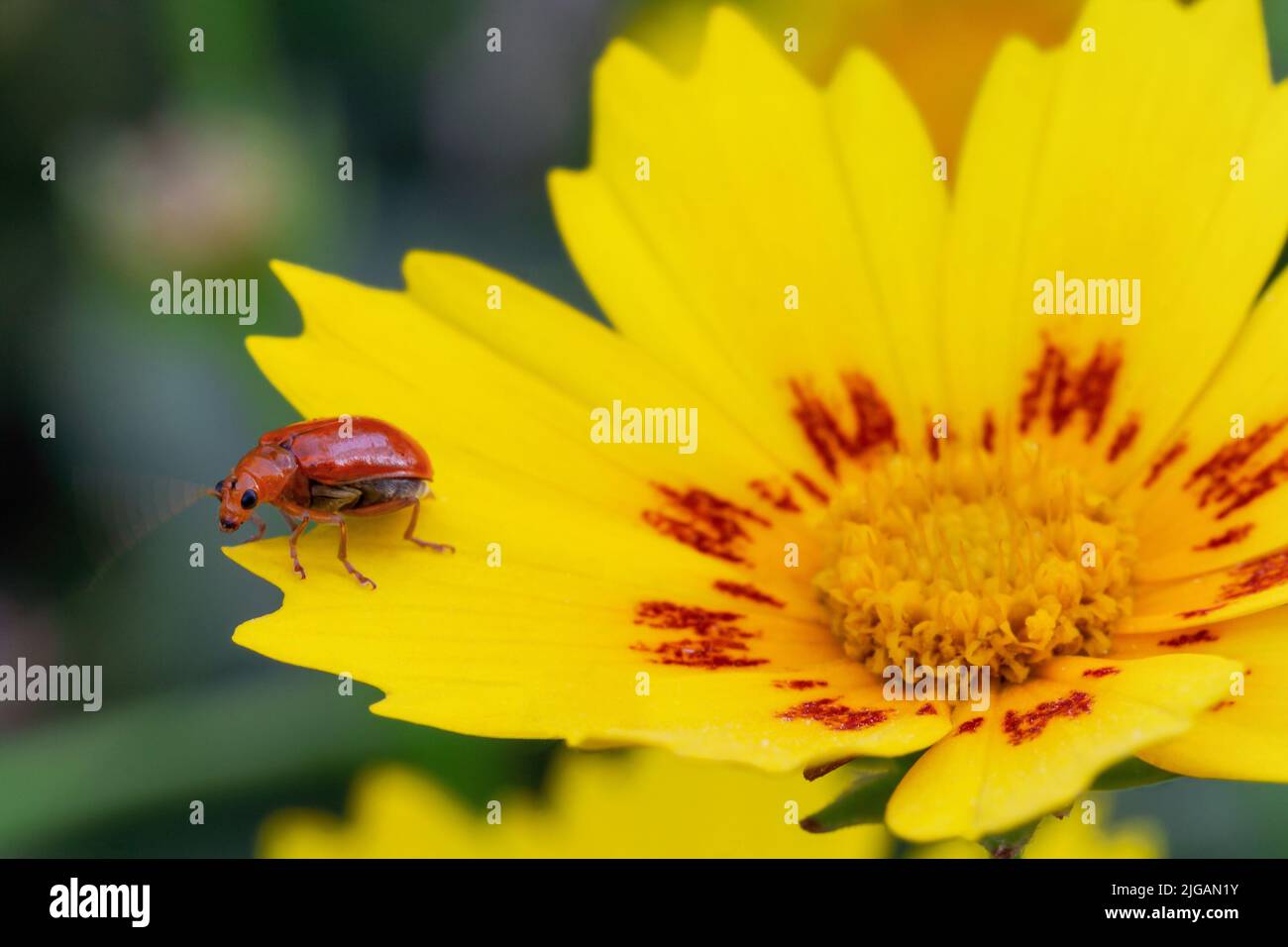 A Bug Sitting On Cosmos Flower Stock Photo - Alamy
