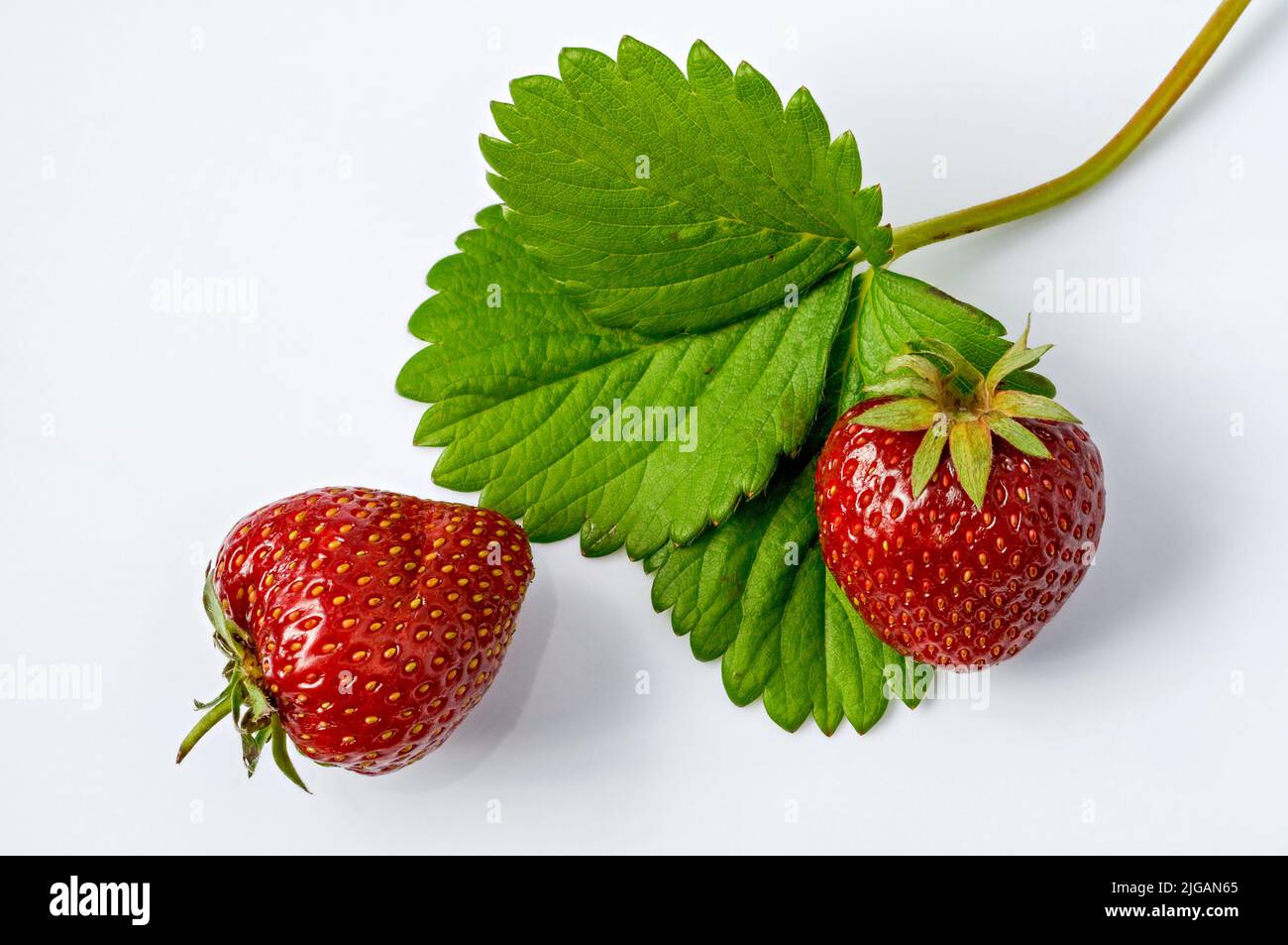 strawberries, Fragaria ananassa Duchesne, red fruit on a white ...