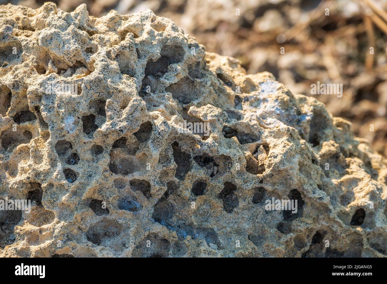 Background texture of limestone stone surface. Shell limestone close-up ...