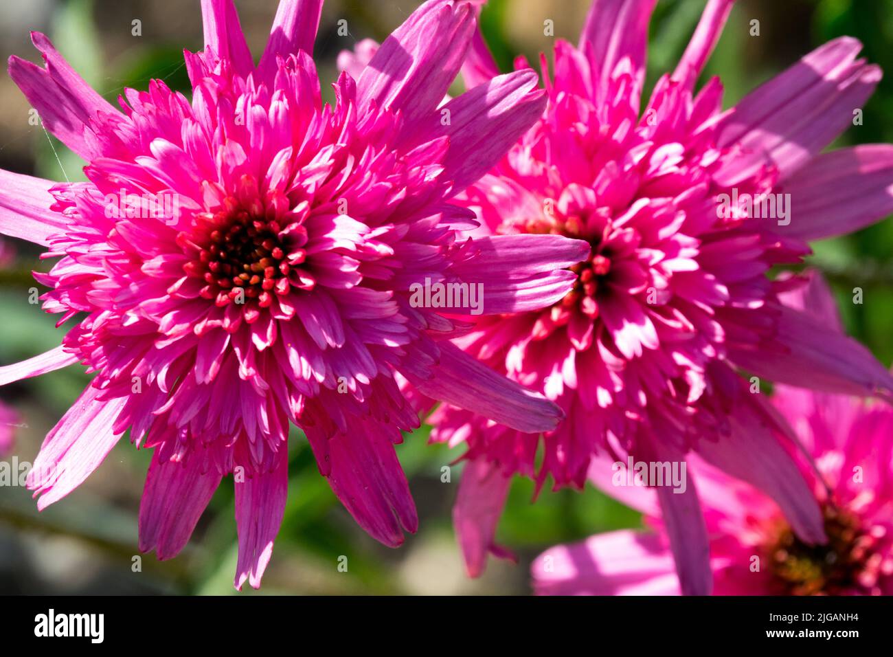 Echinacea mini belle hi-res stock photography and images - Alamy