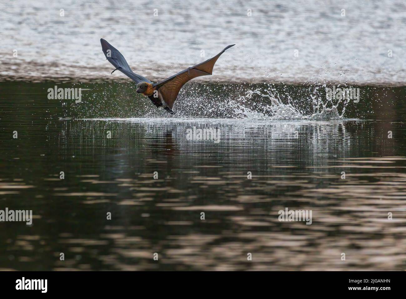 Flying fox australia behaviour hi-res stock photography and images - Alamy