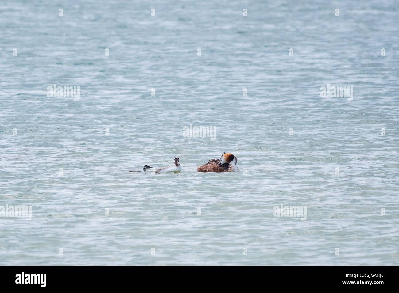 The waterfowl bird, great crested grebe with chick, swimming in the ...