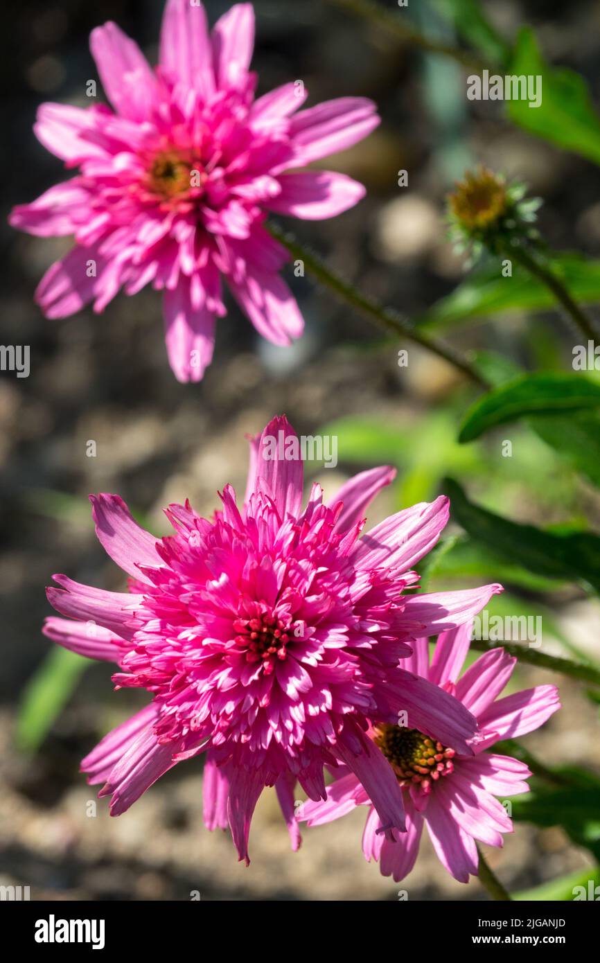Little flower hi-res stock photography and images - Alamy