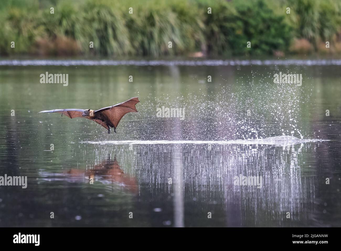 Grey-headed flying-fox, Pteropus poliocephalus, just after skimming the ...