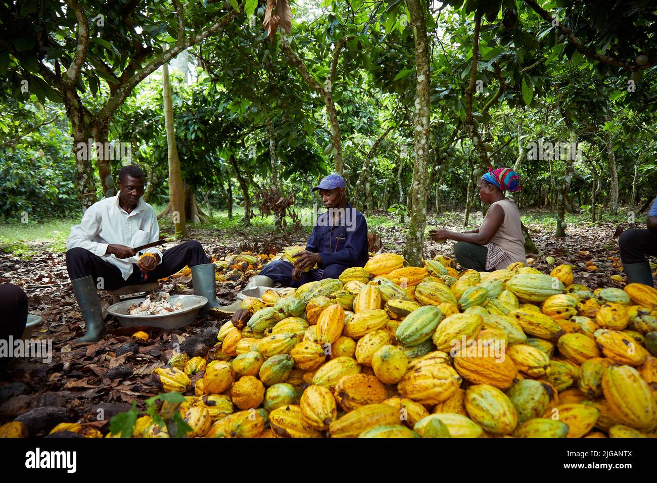 Cocoa farmers ghana hi-res stock photography and images - Alamy