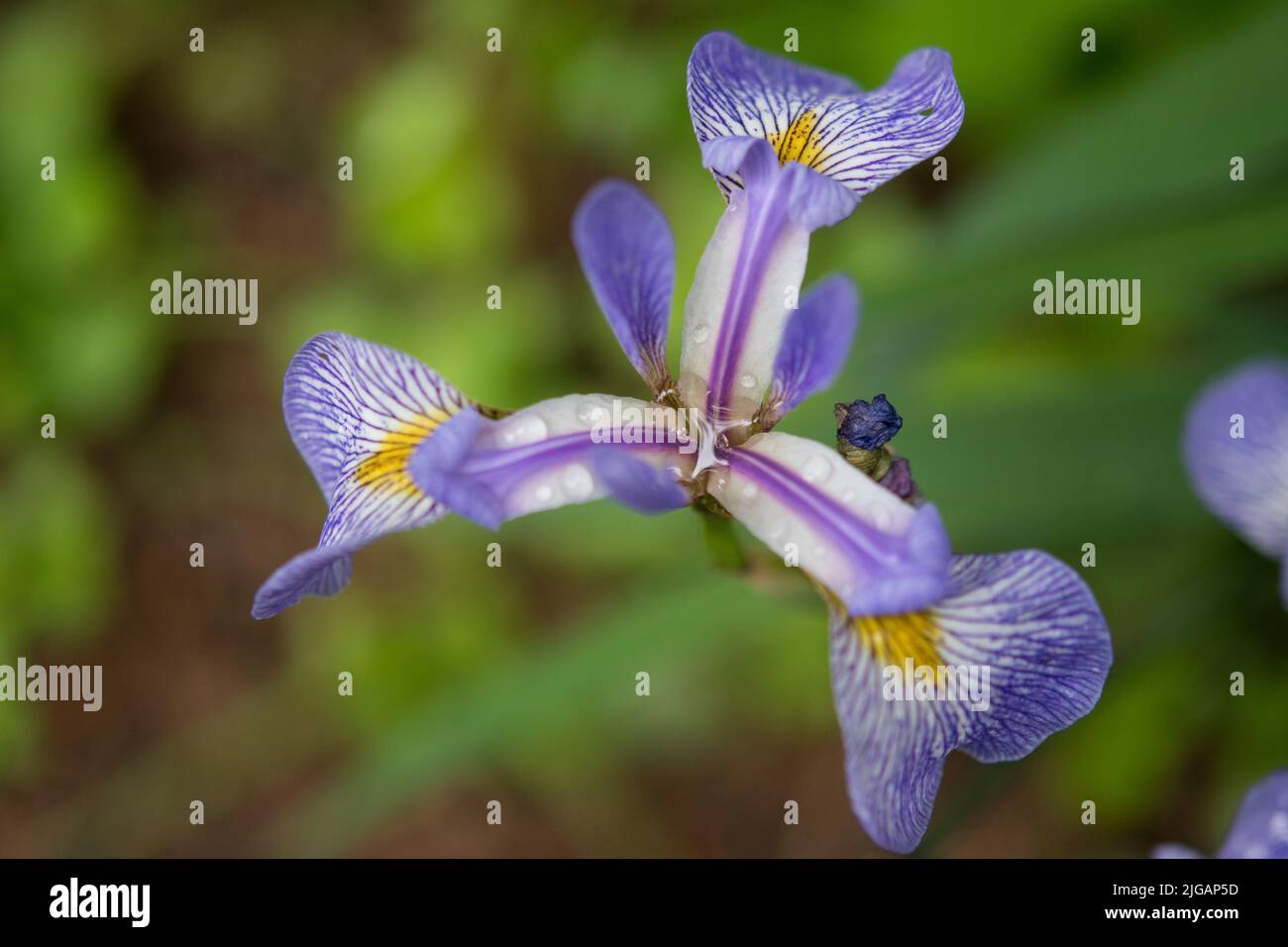 Colorful Iris at Cornell Botanic Gardens Stock Photo - Alamy
