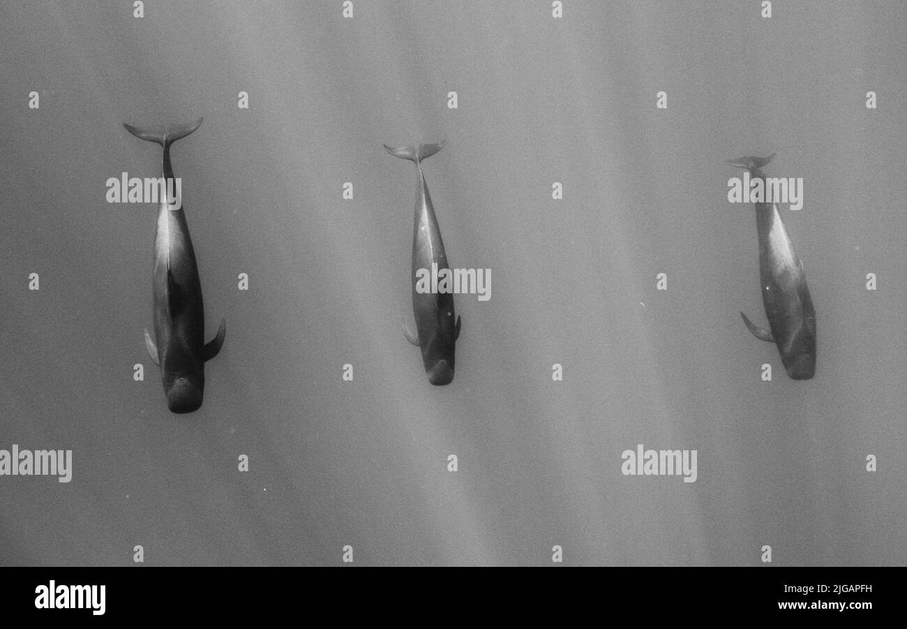 A group of short-finned pilot whales diving underwater in grayscale ...