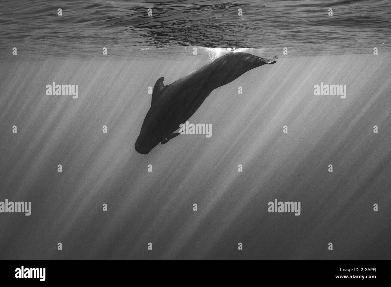 Pilot Whales Underwater With Humpback Whales