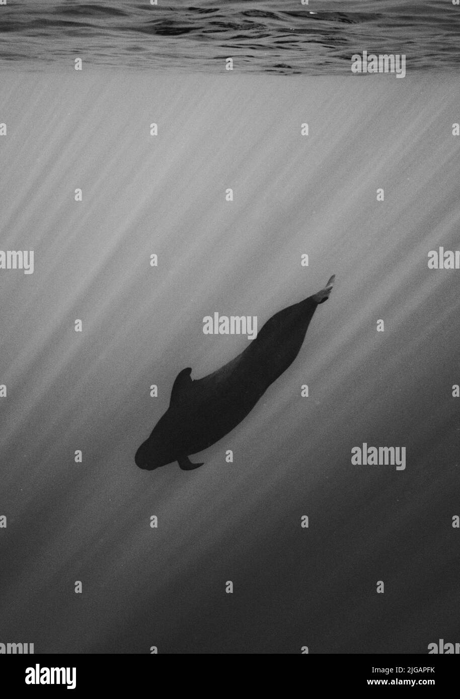 A vertical shot of a short-finned pilot whale diving underwater in ...