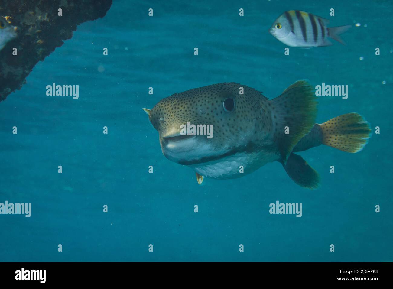 A closeup of a Porcupine fish swimming underwater Stock Photo - Alamy