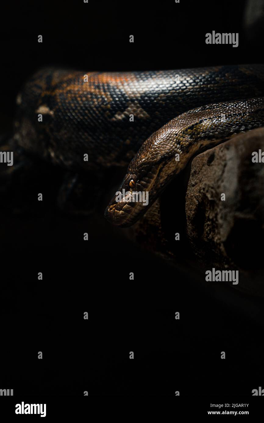Serpent on rock hi-res stock photography and images - Alamy