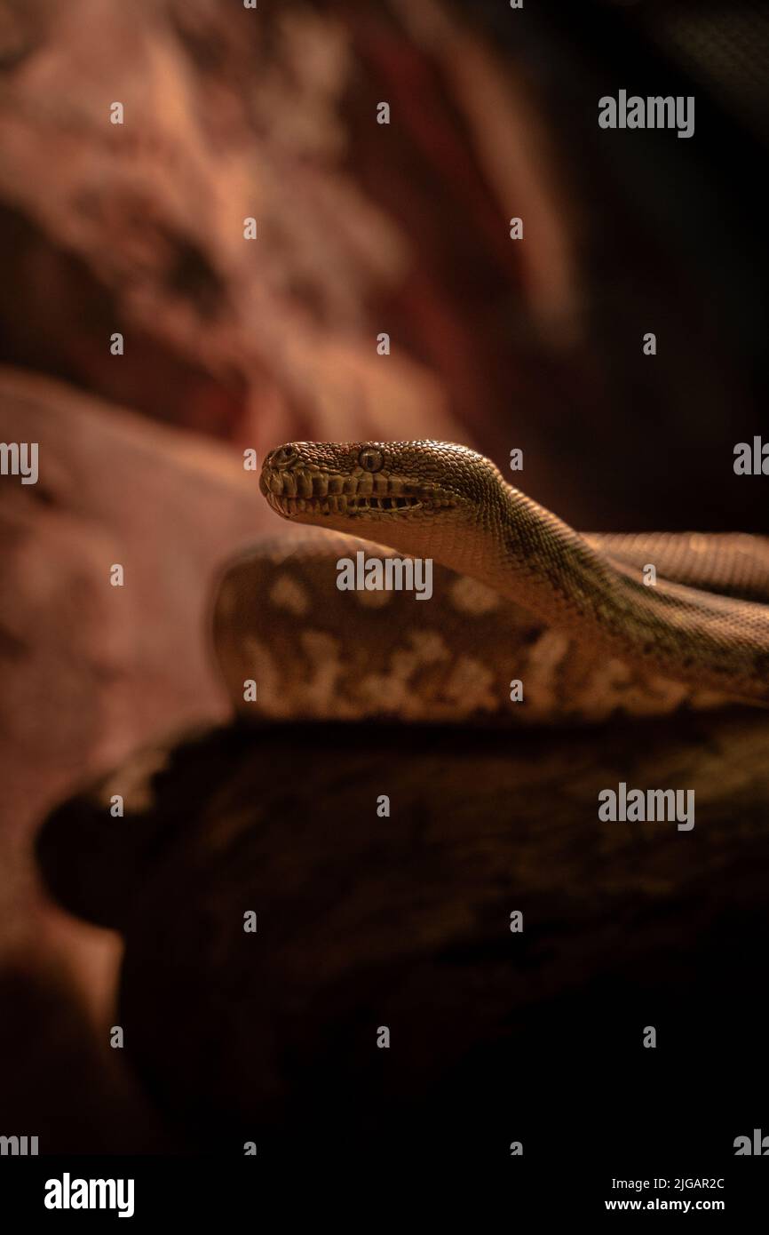 A vertical shot of a snake in a blurry background Stock Photo - Alamy
