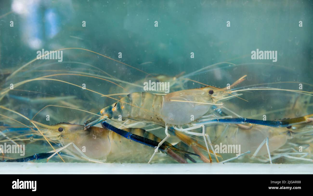 Giant prawn water hi-res stock photography and images - Alamy