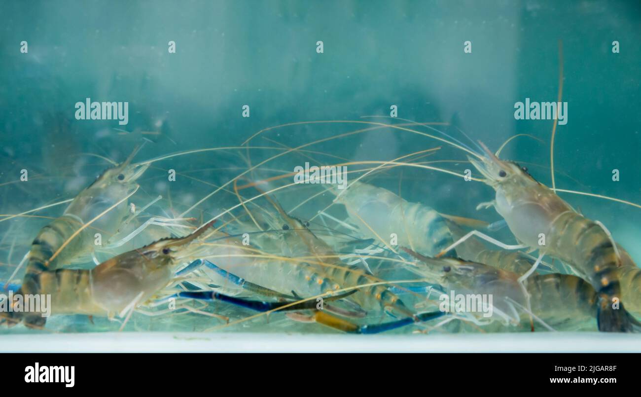 Giant freshwater prawn in water hi-res stock photography and images - Alamy