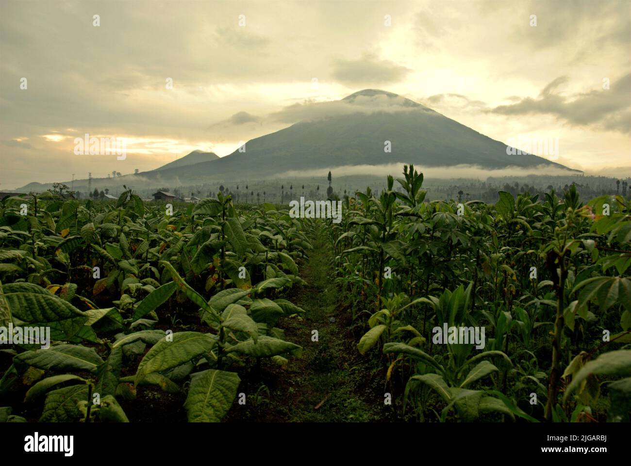 Tobacco plantation in a background of Mount Sundoro in Temanggung ...