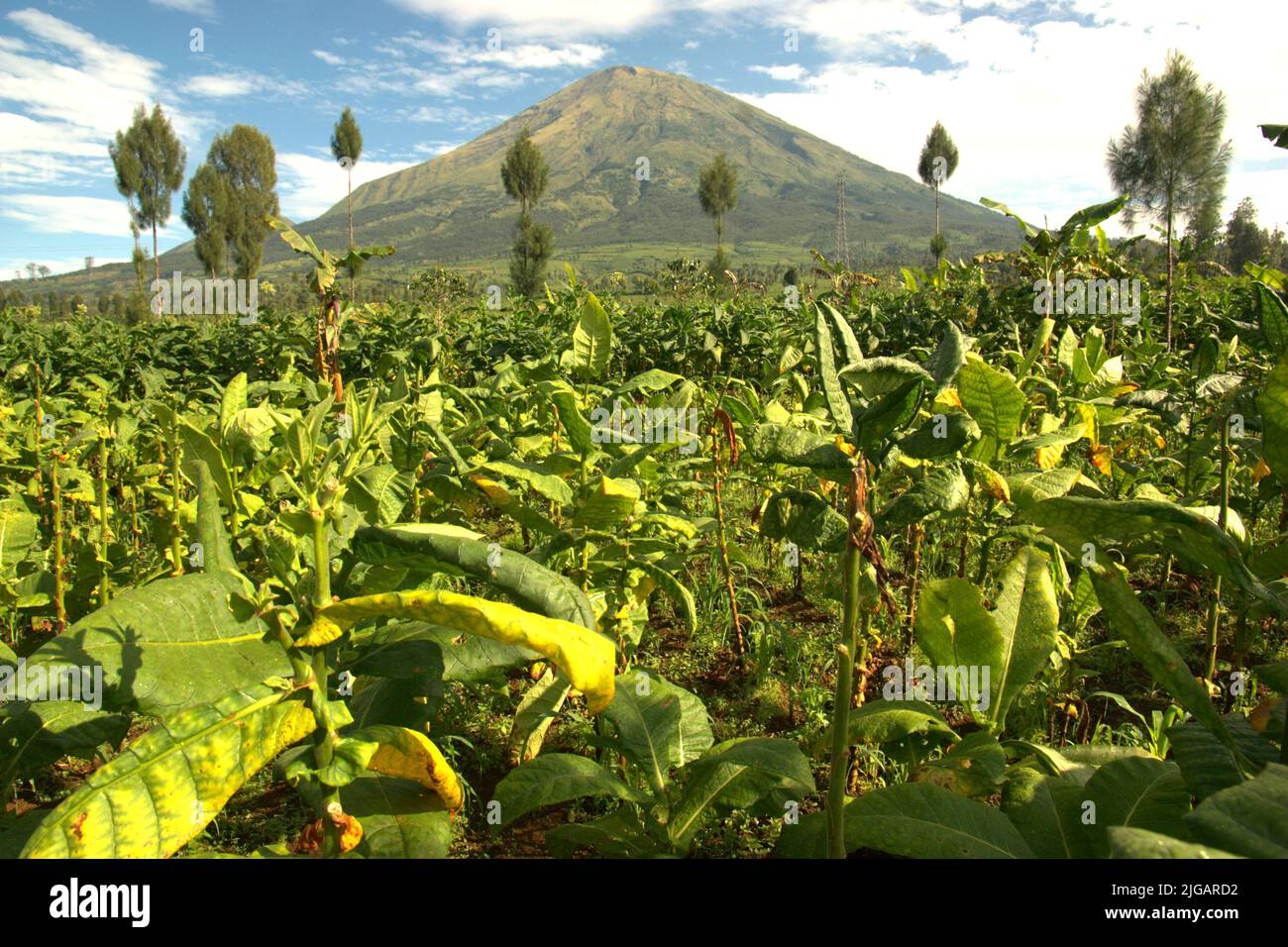 Tobacco plantation in a background of Mount Sundoro in Temanggung ...