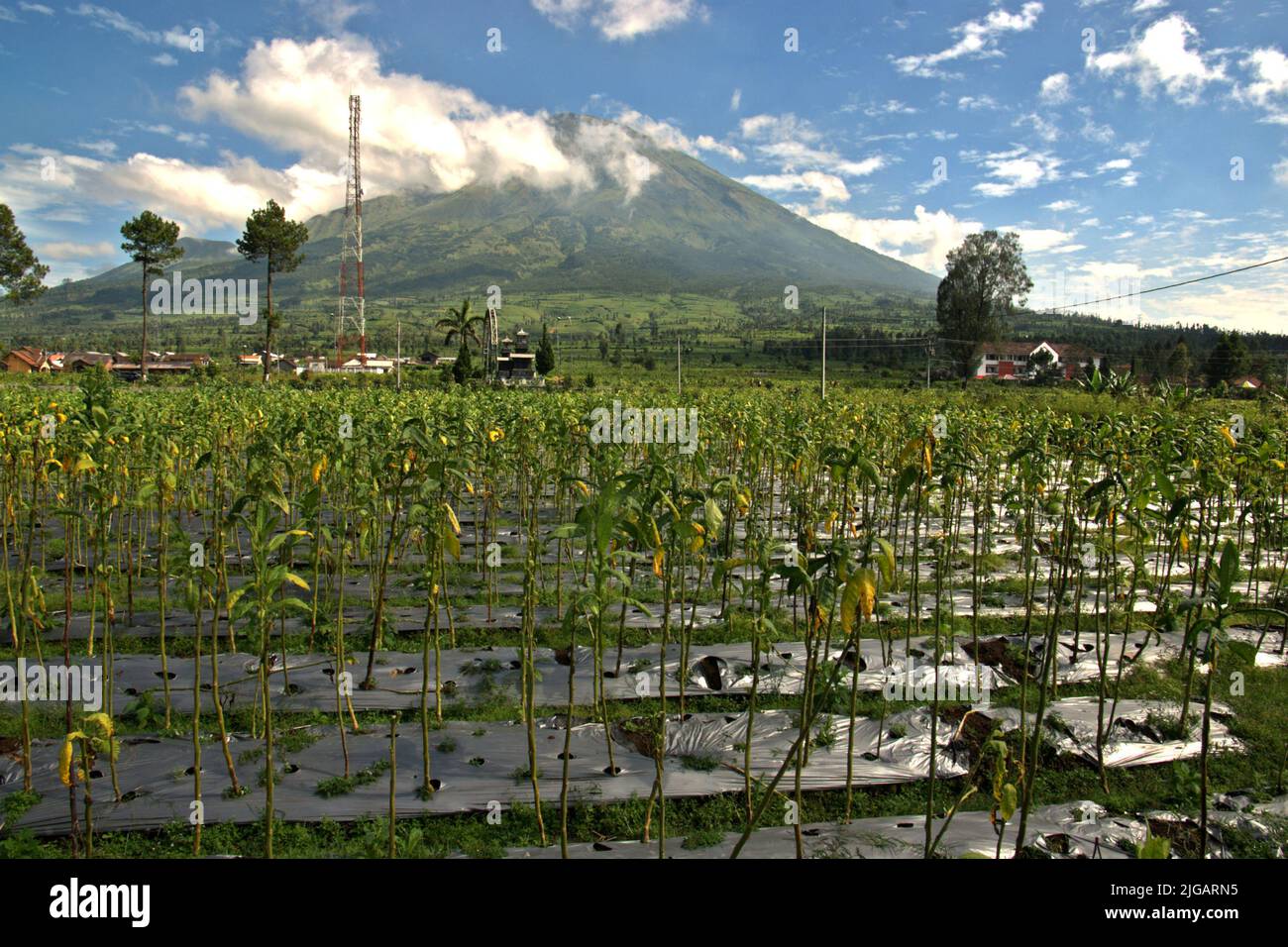Tobacco plantation in a background of Mount Sundoro in Temanggung ...