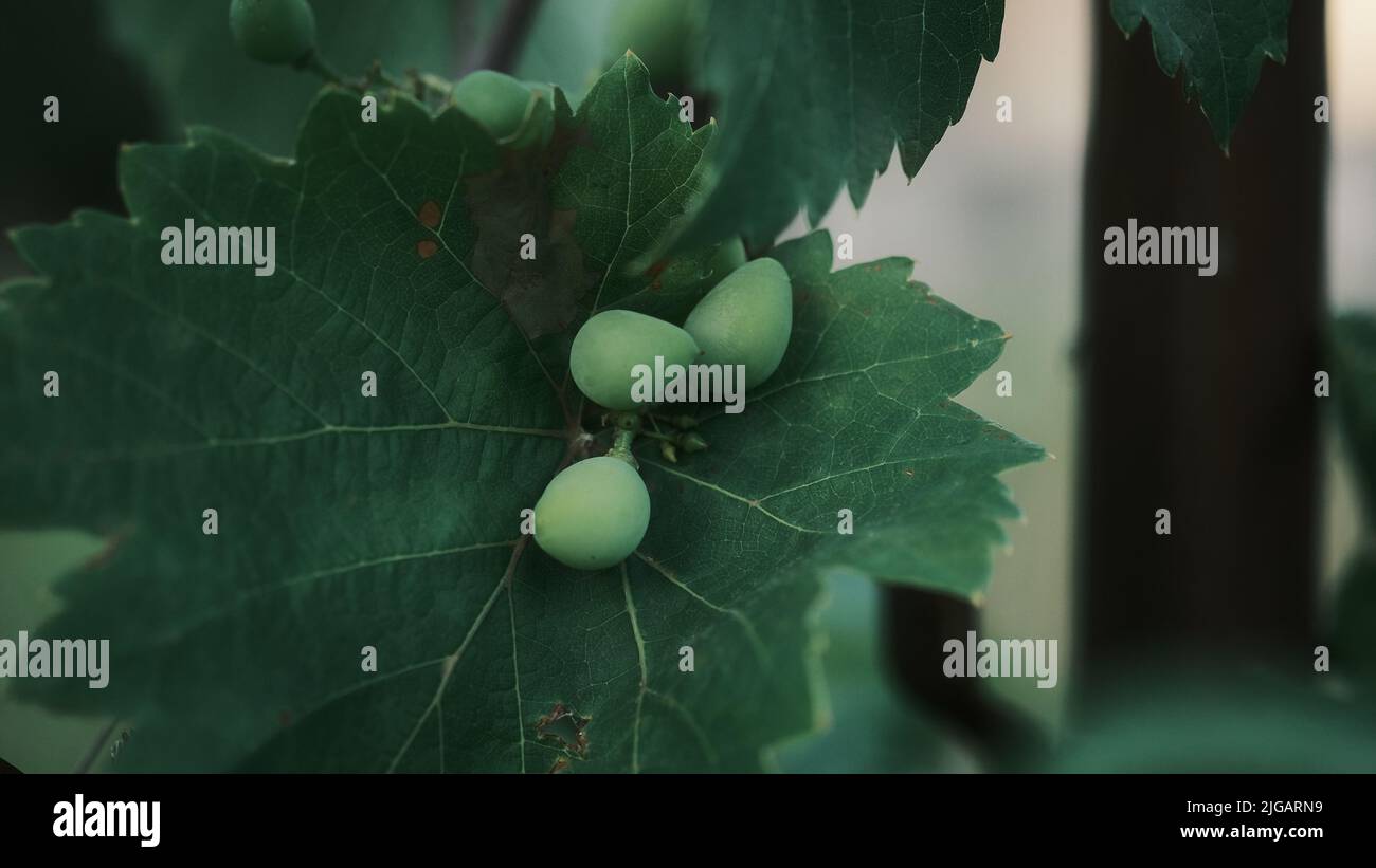 Three little green grapes on the big green grape leaf Stock Photo - Alamy