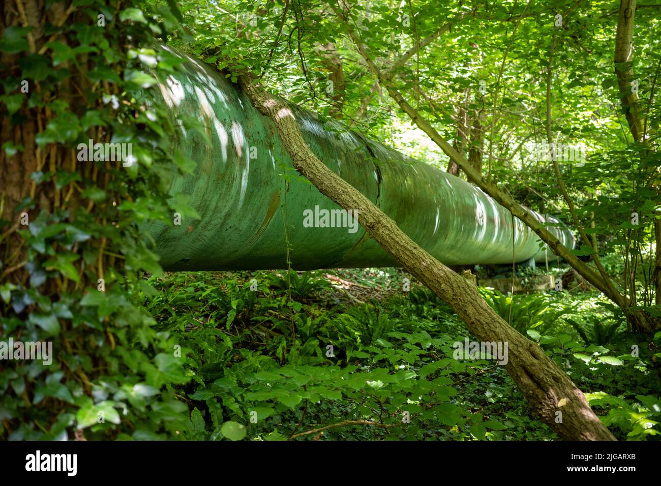 Large green pipe at Hanham Woods, Bristol (Jul22 Stock Photo - Alamy