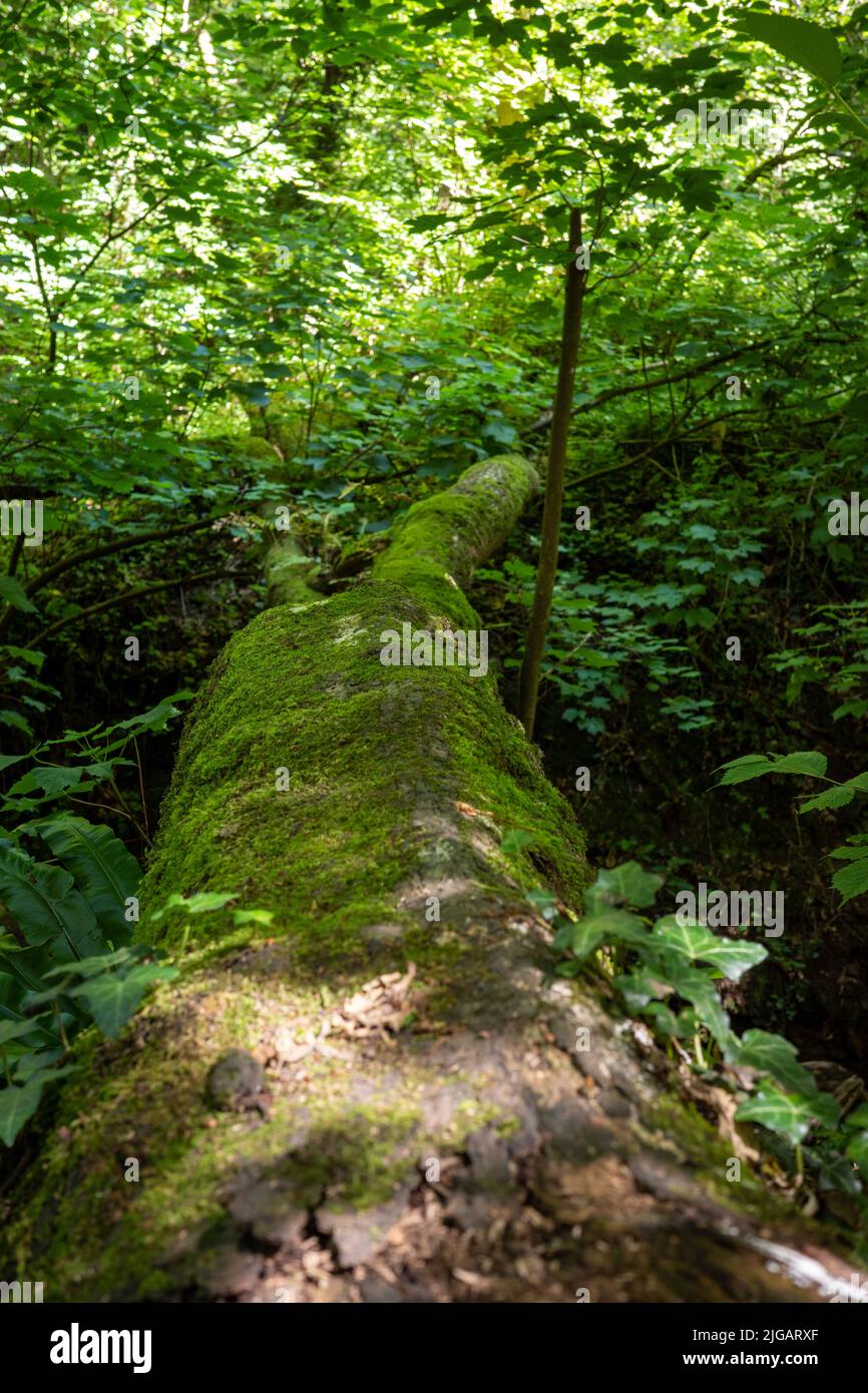 Fallen tree in Hanham Woods, Bristol (Jul22 Stock Photo - Alamy