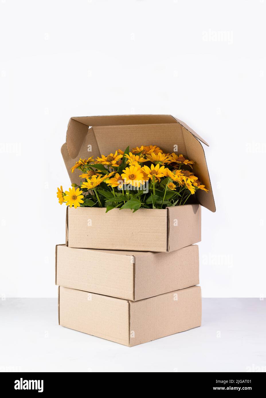 Bouquet of Silphium flowers in a cardboard box. Silphie plant fibers ...