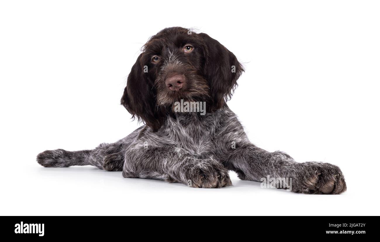 Young brown and white German wirehaired pointer dog pup, laying down ...