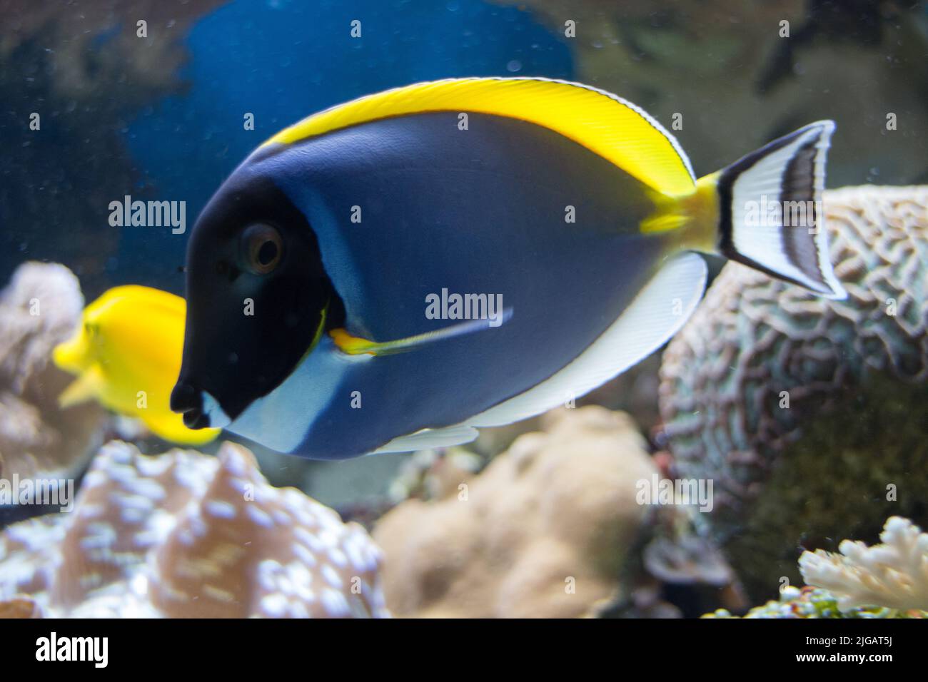 Baby Powder Blue Tang
