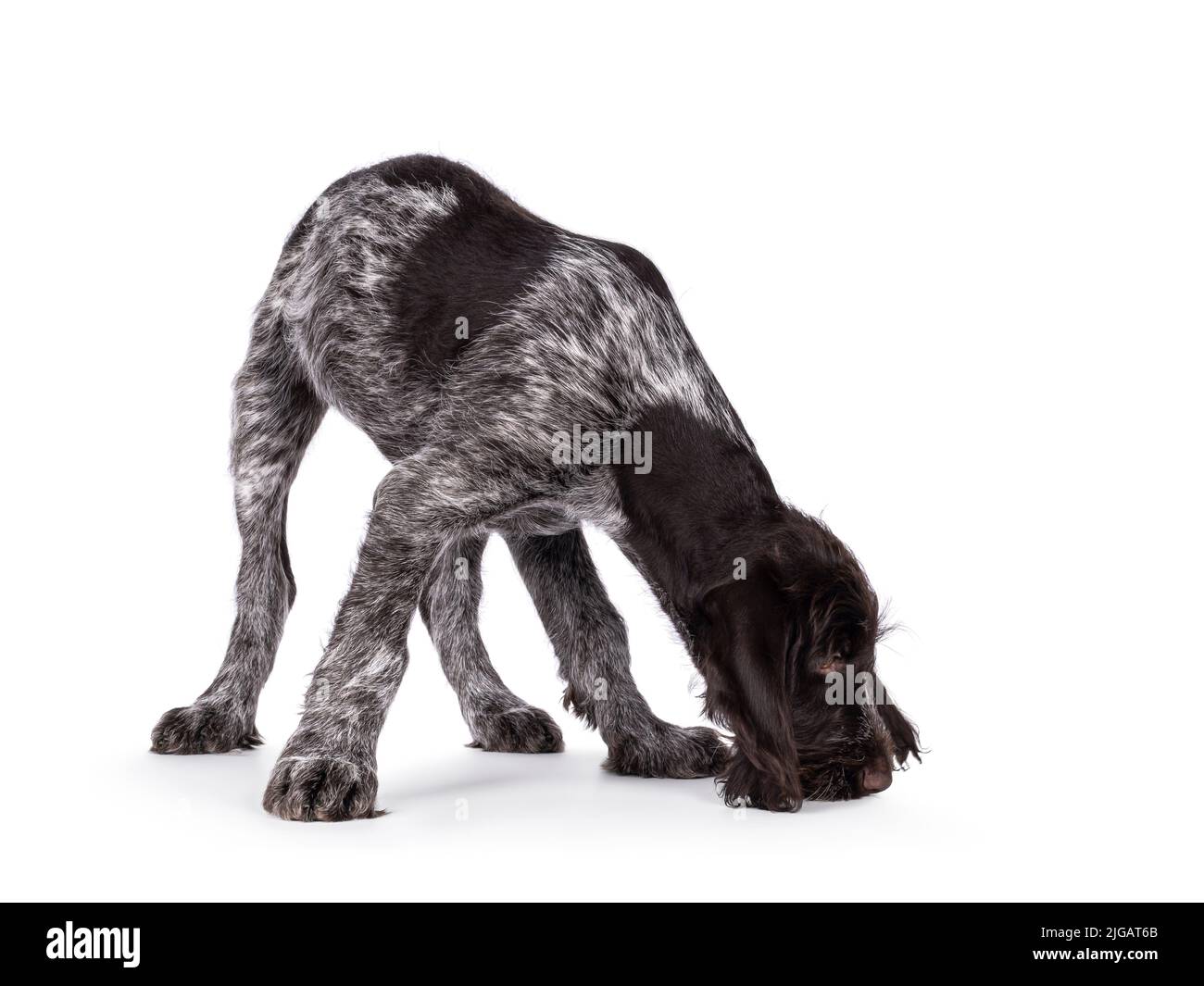 Young brown and white German wirehaired pointer dog pup, sniffing on ...